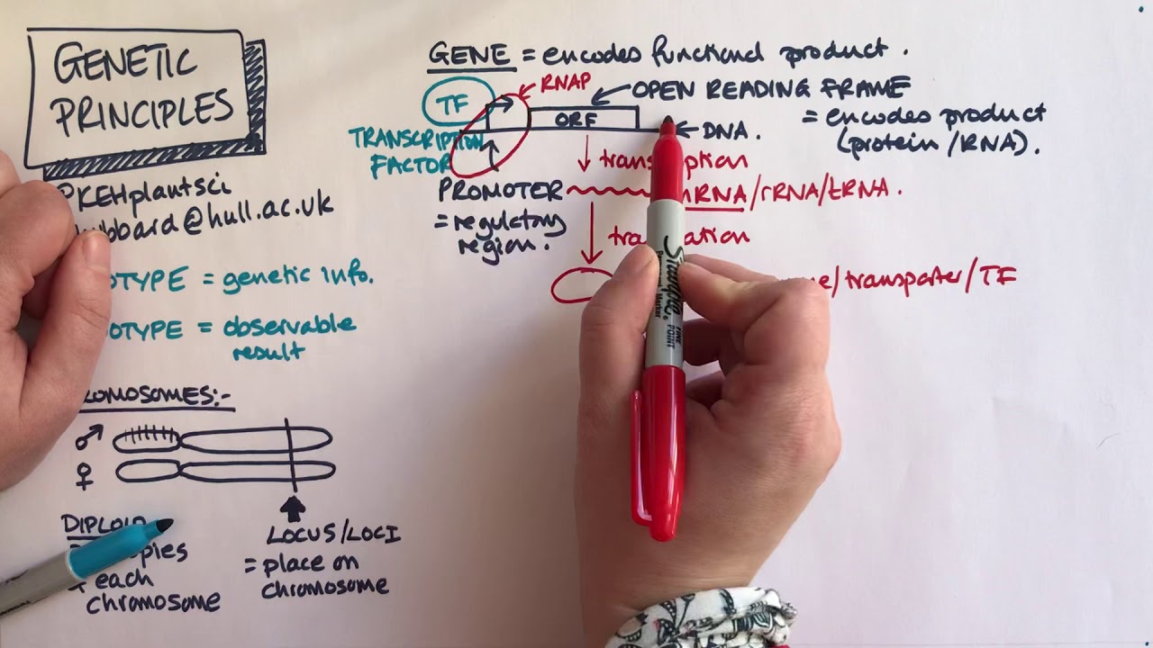Principles of Genetics