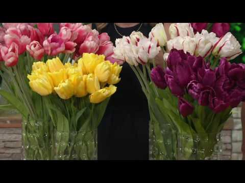 Roberta's 40 Piece Large Flowering Tulip Collection on QVC