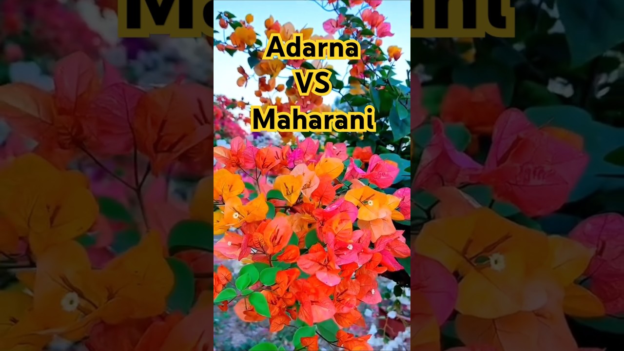 Adarna VS Maharani / Bougainvillea Garden / Flowers Bloom / Rare Collection / Tips  / grafted / grow