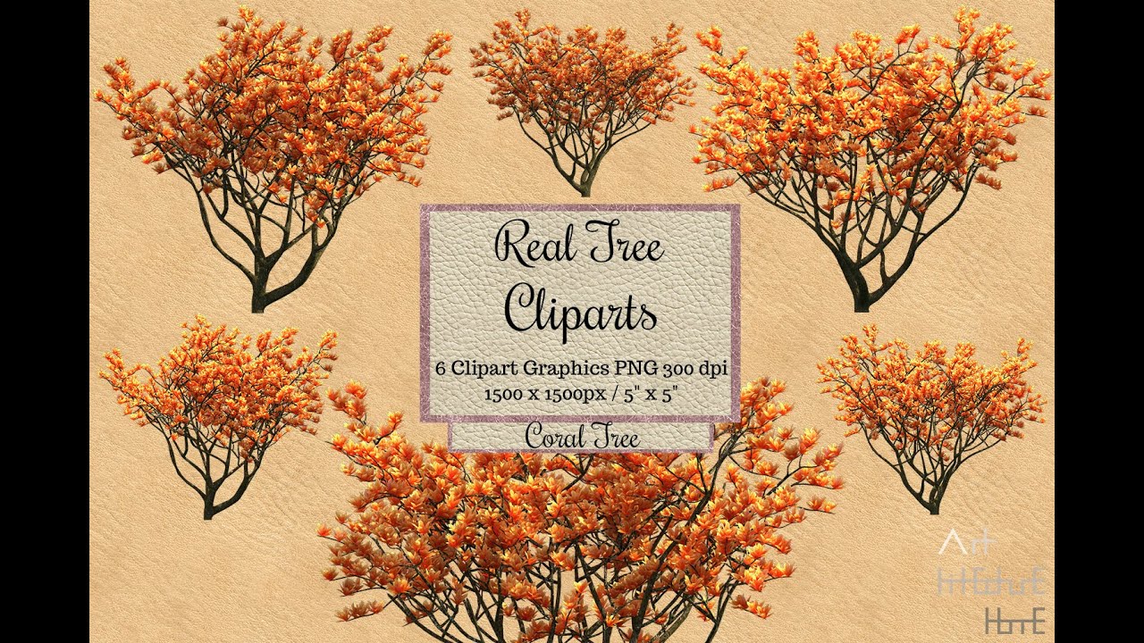 Real Tree Cliparts - Coral tree - photoshop overlays png, Tree layout, transparent background
