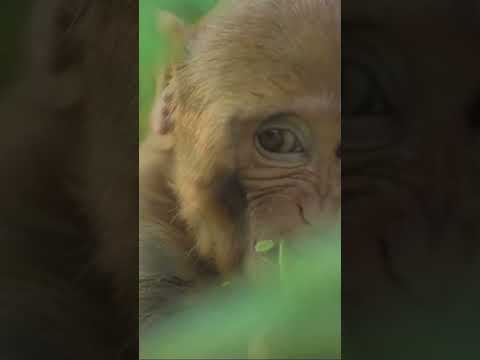 Monkey Business: Exploring the World of Rhesus Macaques 🐵