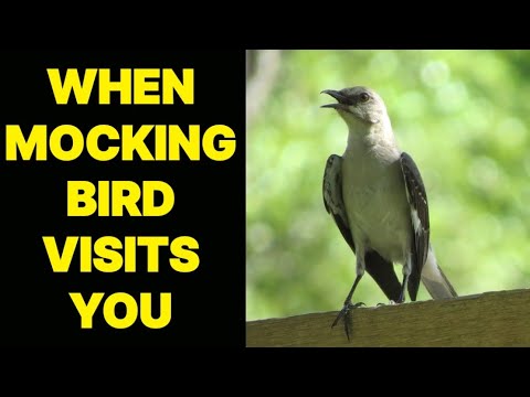 WHEN MOCKING BIRD VISITS YOU WHAT DOES IT MEAN ?