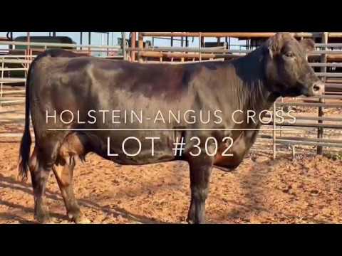 Holstein-Angus Cross - J&J Cattle Co