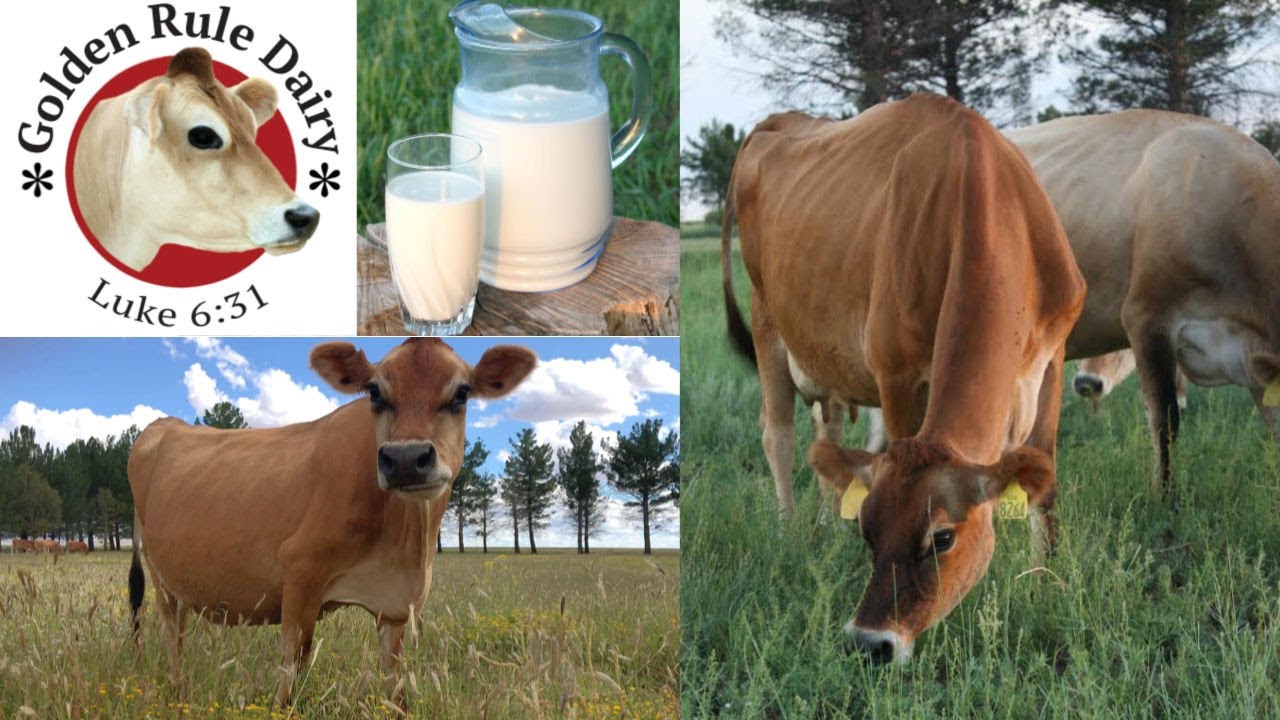 Golden Rule Dairy Farm Tour