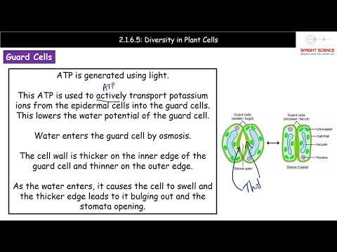 A Level Biology - 2.1.6.5 - Differentiation in Plant Cells