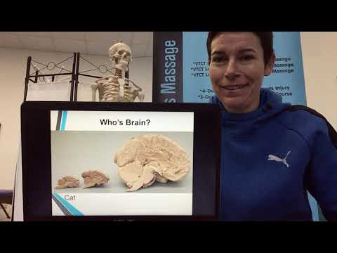 Easy Guide to the Nervous System