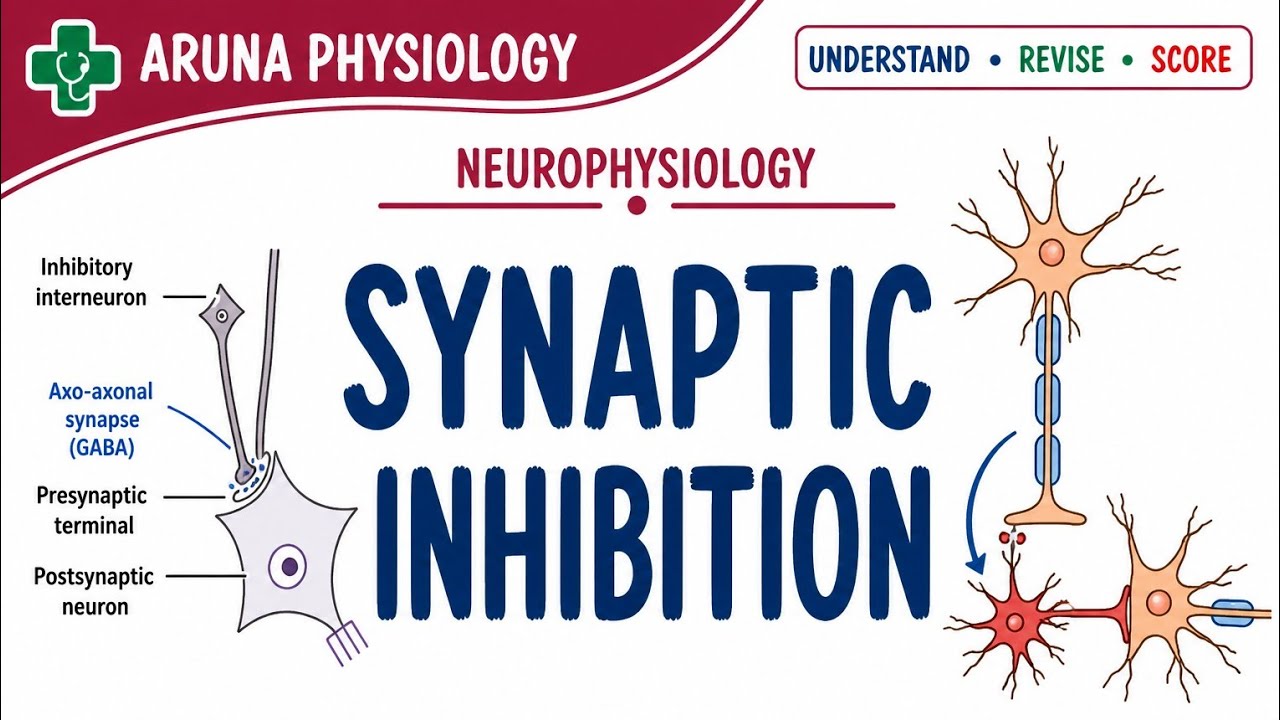 Synaptic Inhibition MBBS PHYSIOLOGY