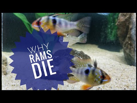 Why German Blue Rams Die