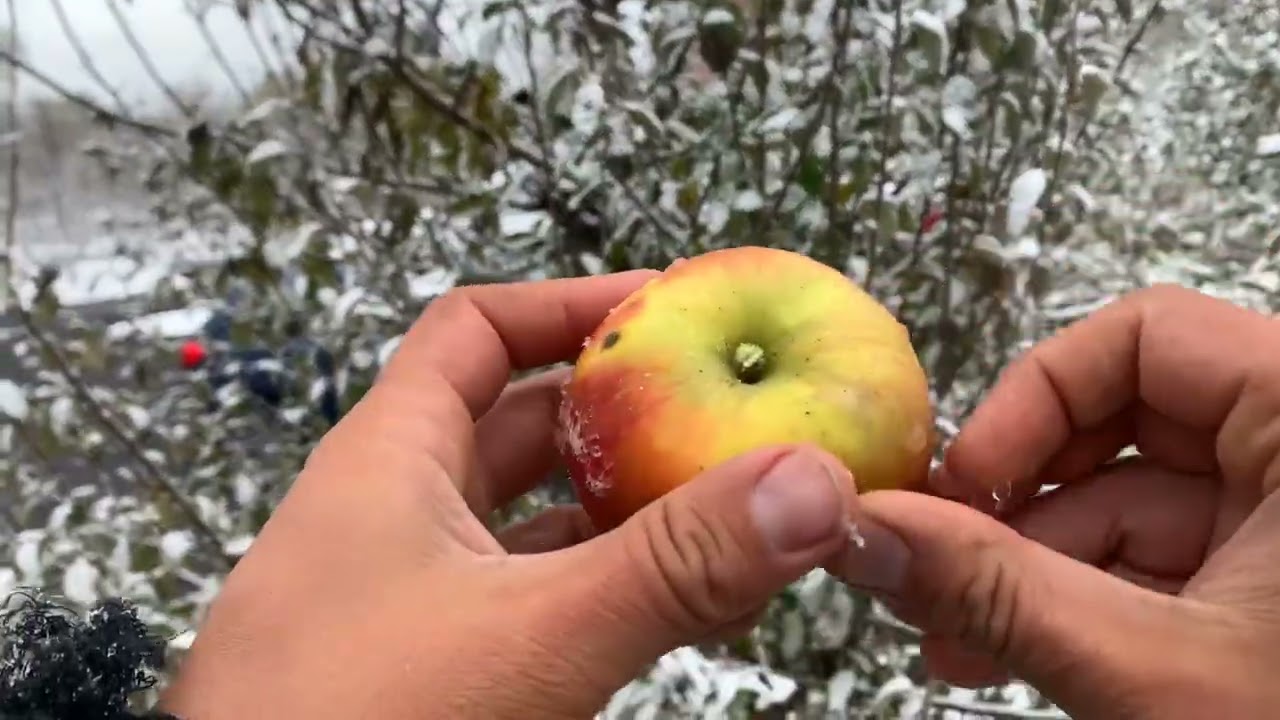Spitzenburg Esopus Apple Tasting - 2025