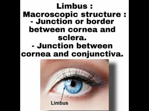 Limbus || Explained || Easier way || pictorial || Anatomy ||