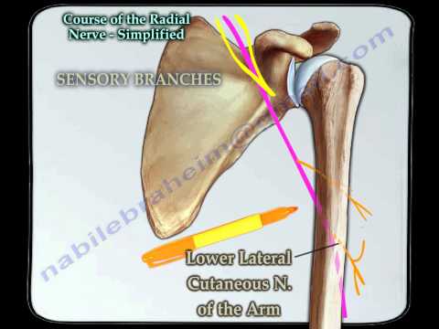 Course Of The Radial Nerve Simplified - Everything You Need To Know - Dr. Nabil Ebraheim