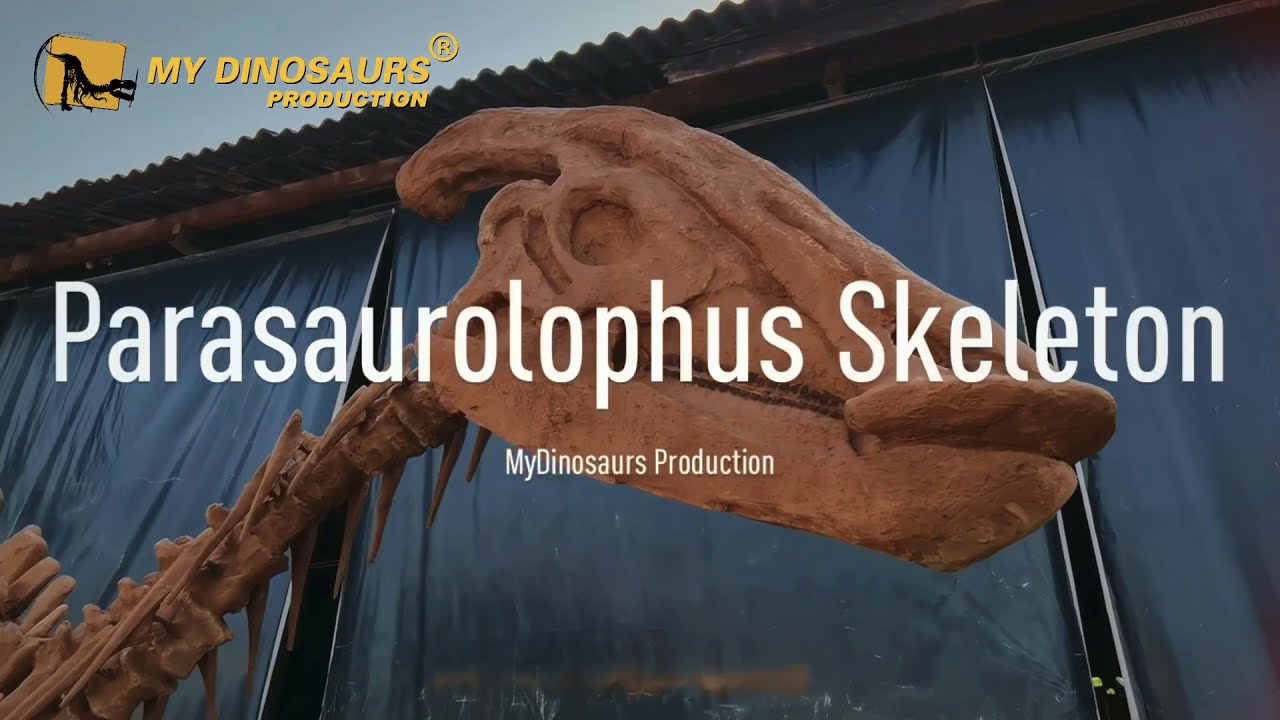 The Near Crested Lizard - Parasaurolophus Skeleton