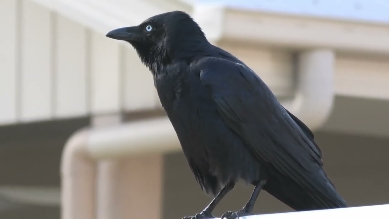 Torresian Crow 25