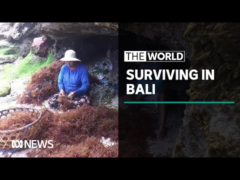 Bali locals turn to seaweed farming to survive through COVID-19