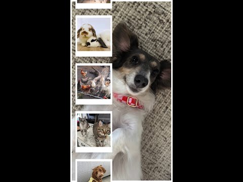 Meet the Pets Behind the People of Moffitt