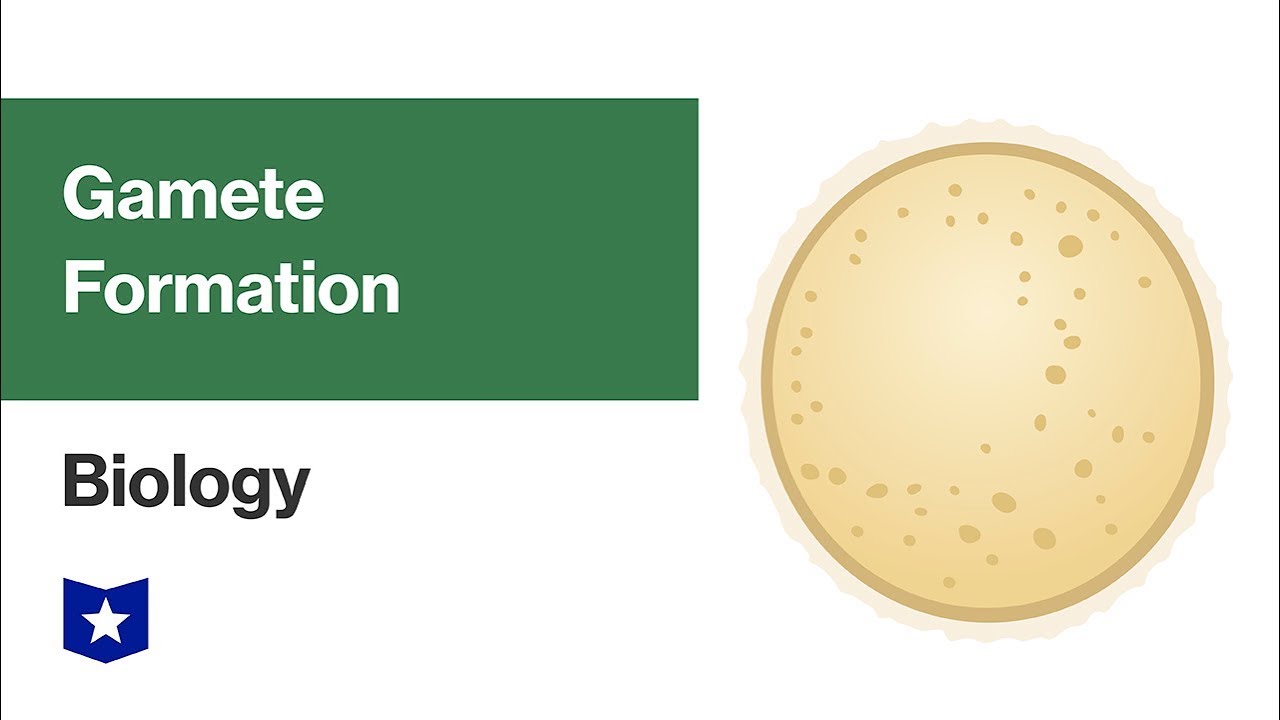 Gamete Formation | Biology