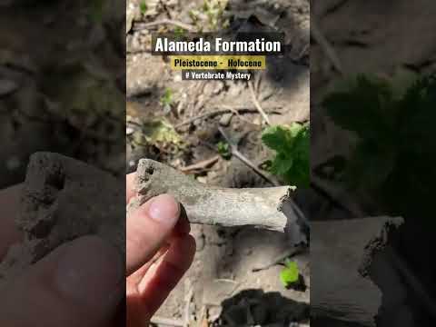  Fossil Terrestrial bone fragments #california