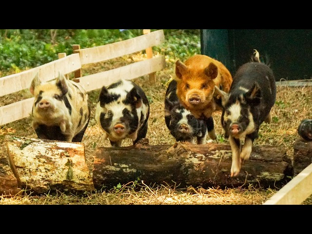 "Need more low stakes drama like this" - Netizens still reacting to pig ...