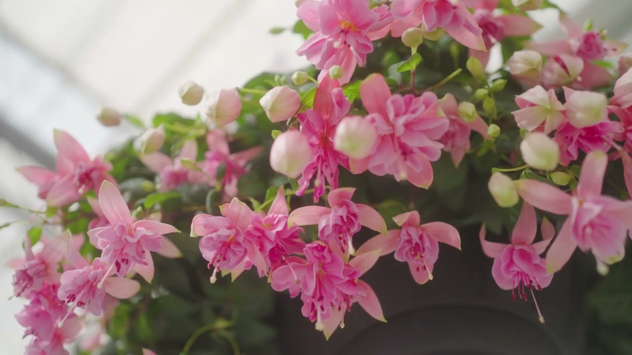 Fuchsia hanging baskets at Hendriks Young Plants