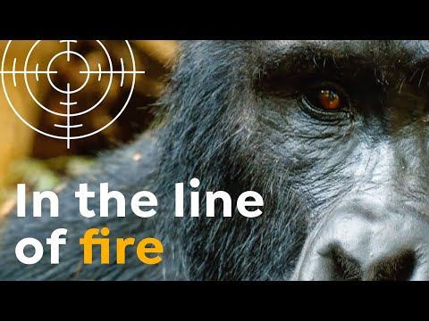 How to Protect a Species in the Midst of a Warzone