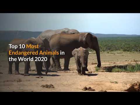 TOP 10 MOST ENDANGERED ANIMALS IN THE WOLRD 2020