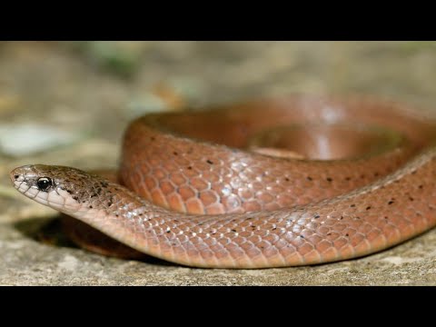 Glossy Elegance: Unveiling the Enigmatic World of the Smooth Earth Snake