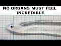 Fish Meme Watch HD Mp4 Video Download Free