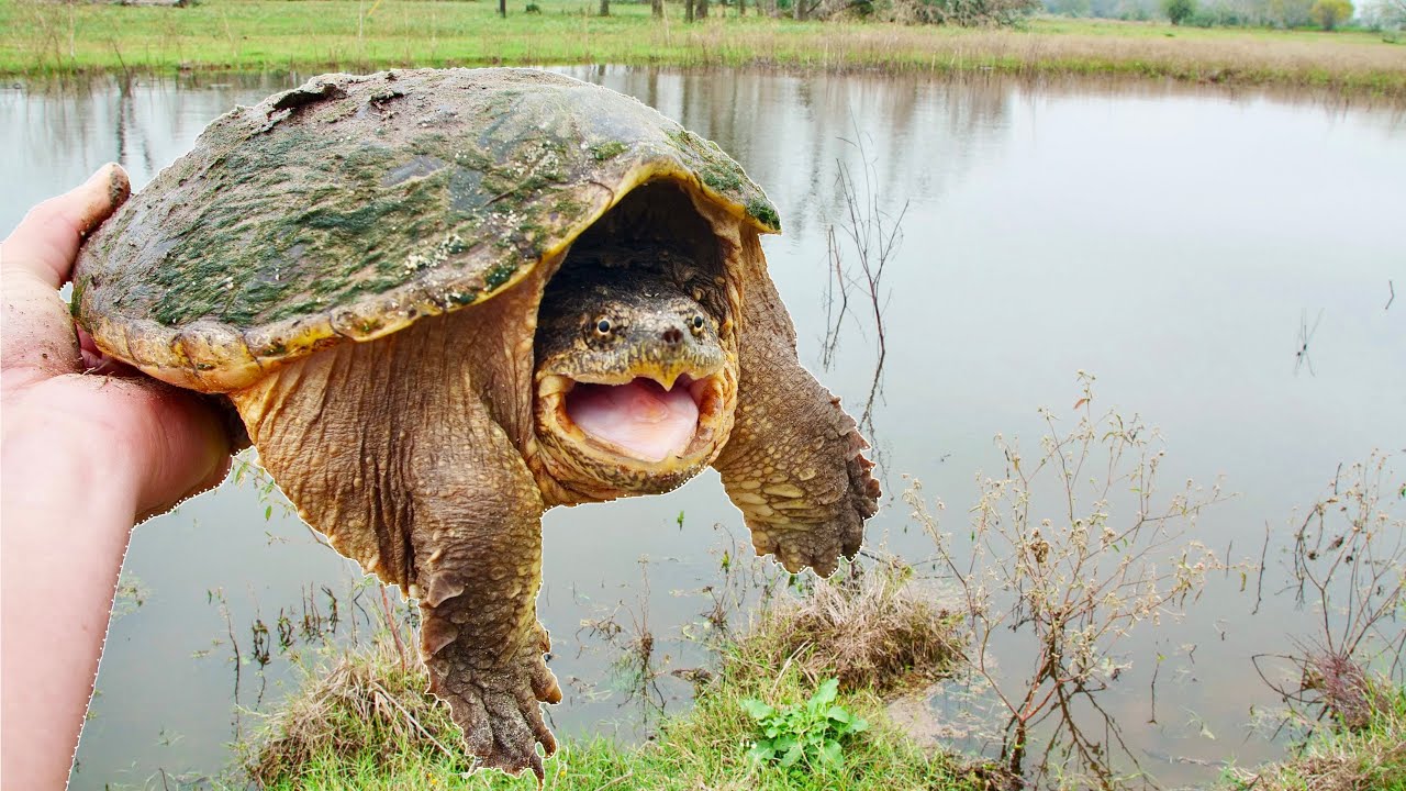 My New Pet Snapping Turtle!