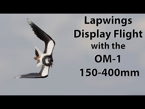 Lapwing Display Flight with the OM-1 and 150-400mm lens – Mike Lane's ...