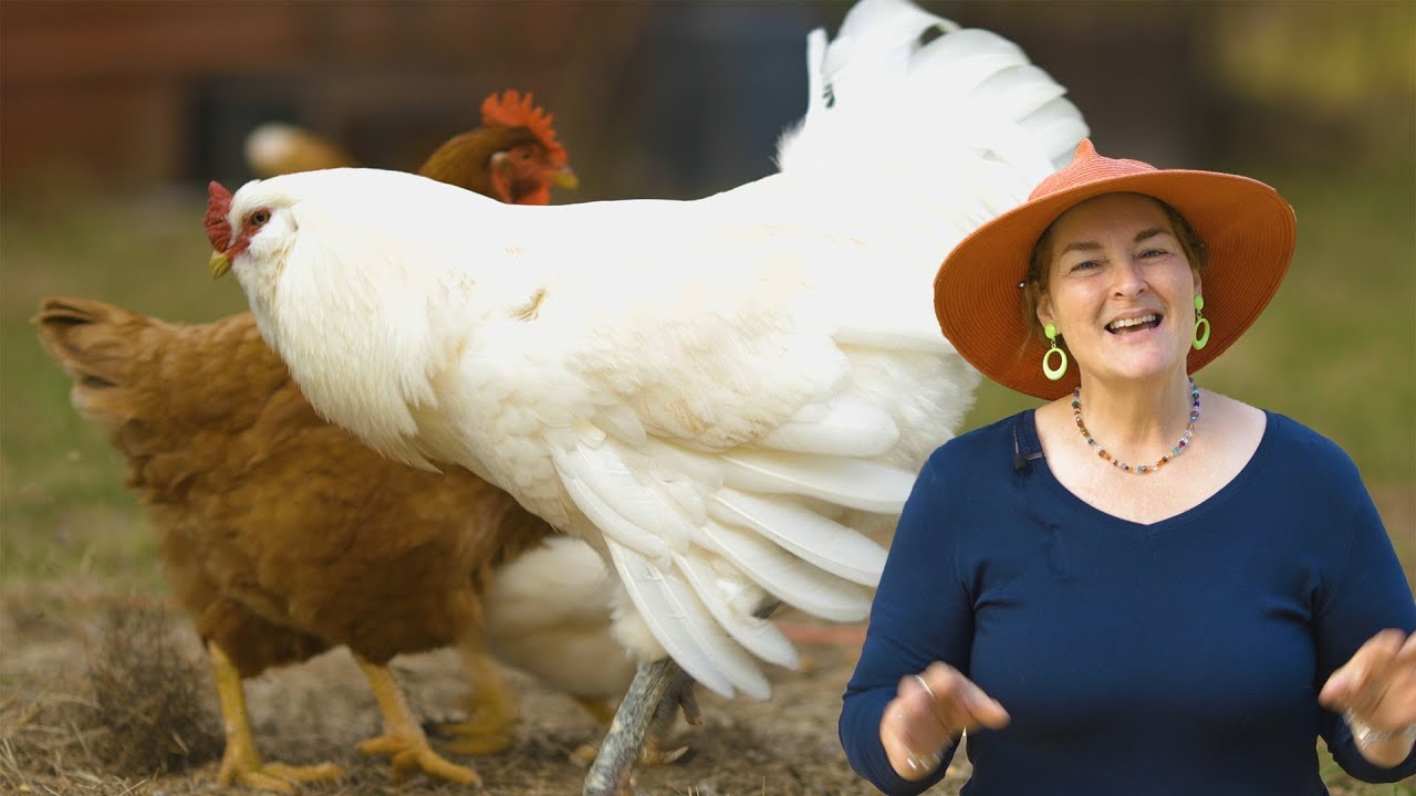 How To Pick A Good Rooster