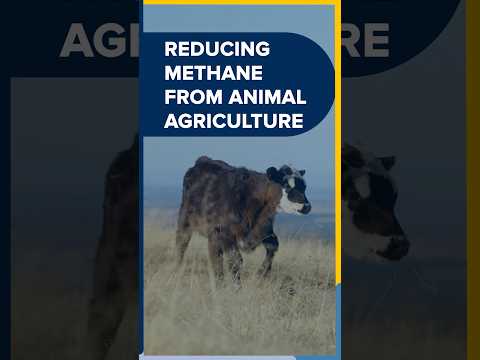 Reducing METHANE Emissions from Animal Agriculture 🌎