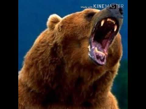 Grizzly Bear Roar π» π