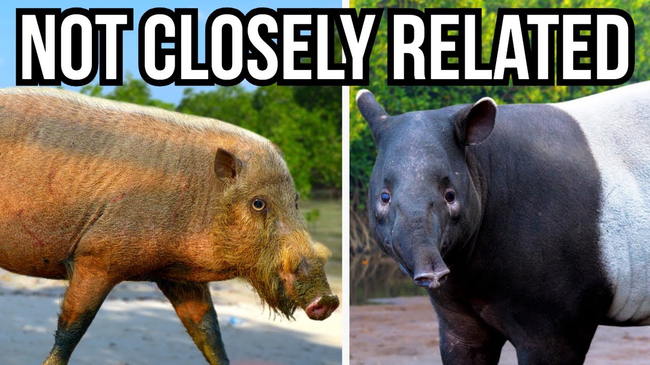 10 Of The Most Interesting Examples Of Convergent Evolution