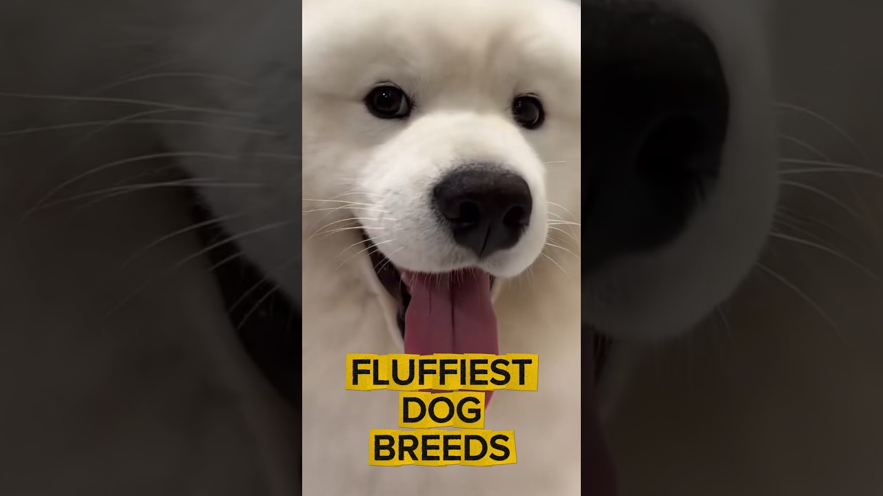 Six Fluffiest dog breeds in the world 🐶🍦🪶 #fluffy #dogslivesmatter