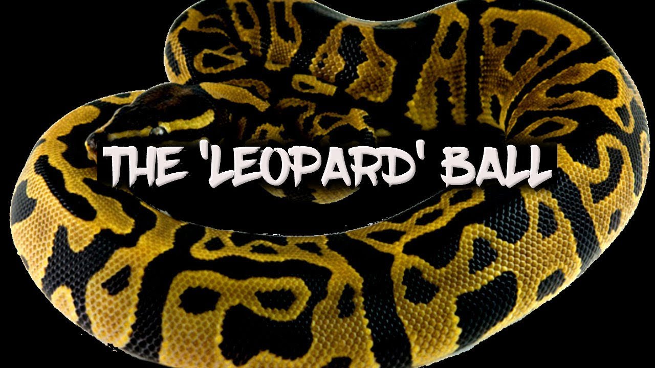 The Incredible 'Leopard' Ball Python!