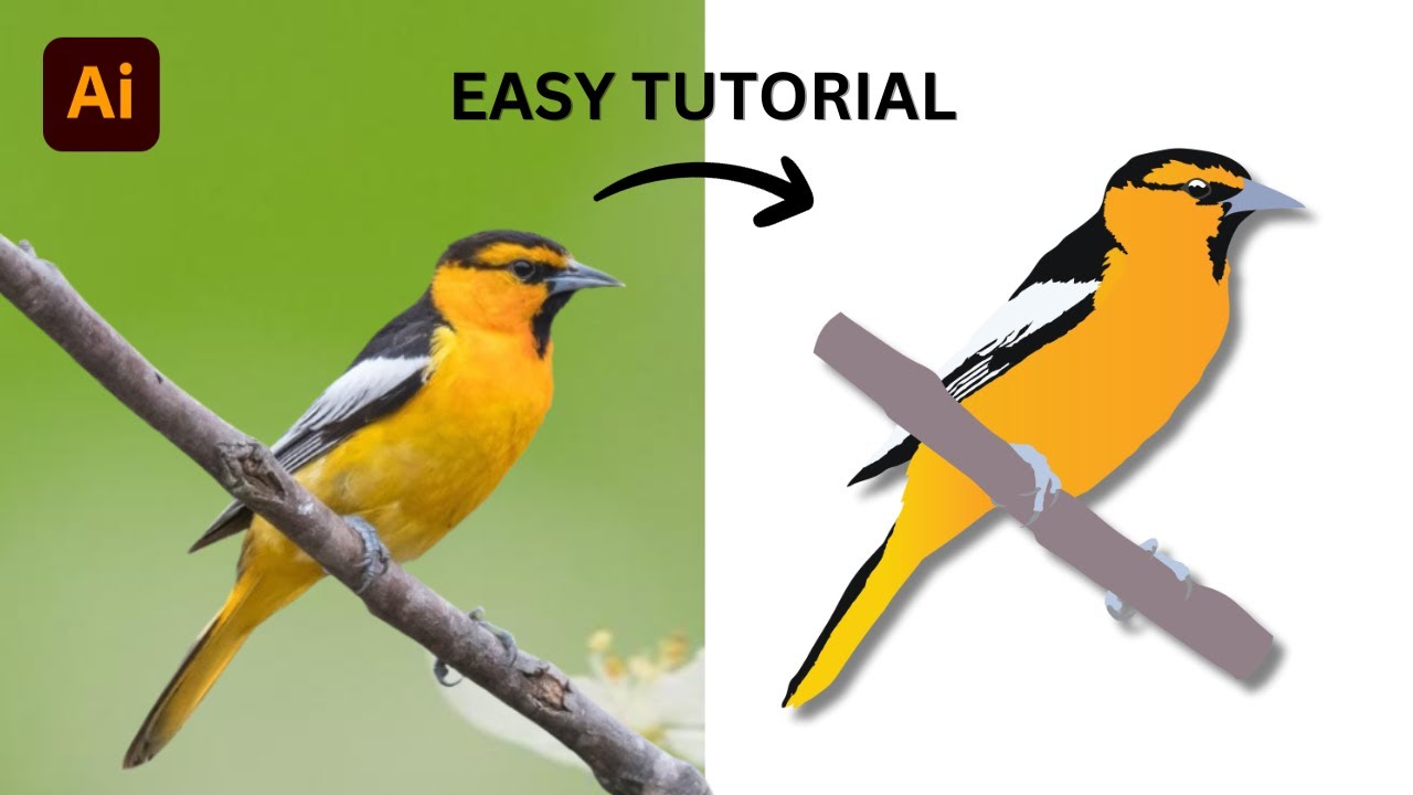 Adobe Illustrator Tutorial - How to Create Oriole Bird Vector Illustration