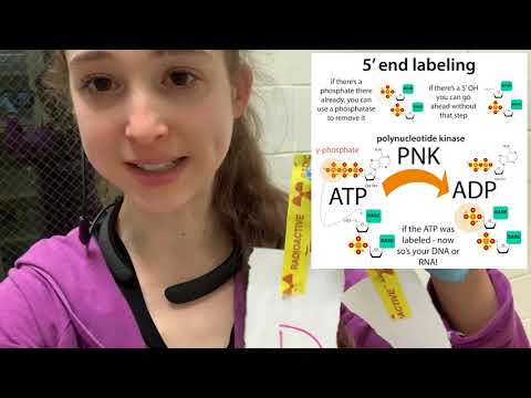 Radiolabeling nucleic acids - the how & why of radiolabeling DNA & RNA w/emphasis on 5' end labeling