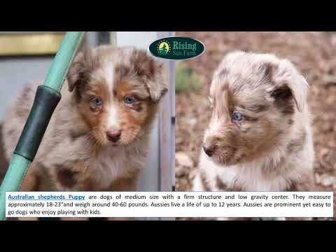 Puppy Australian Shepherds for Sale | risingsunfarm.com