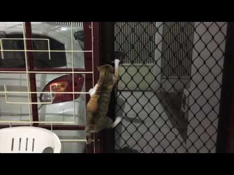 My Ninja Cat Knows How to Open The Door! 😼