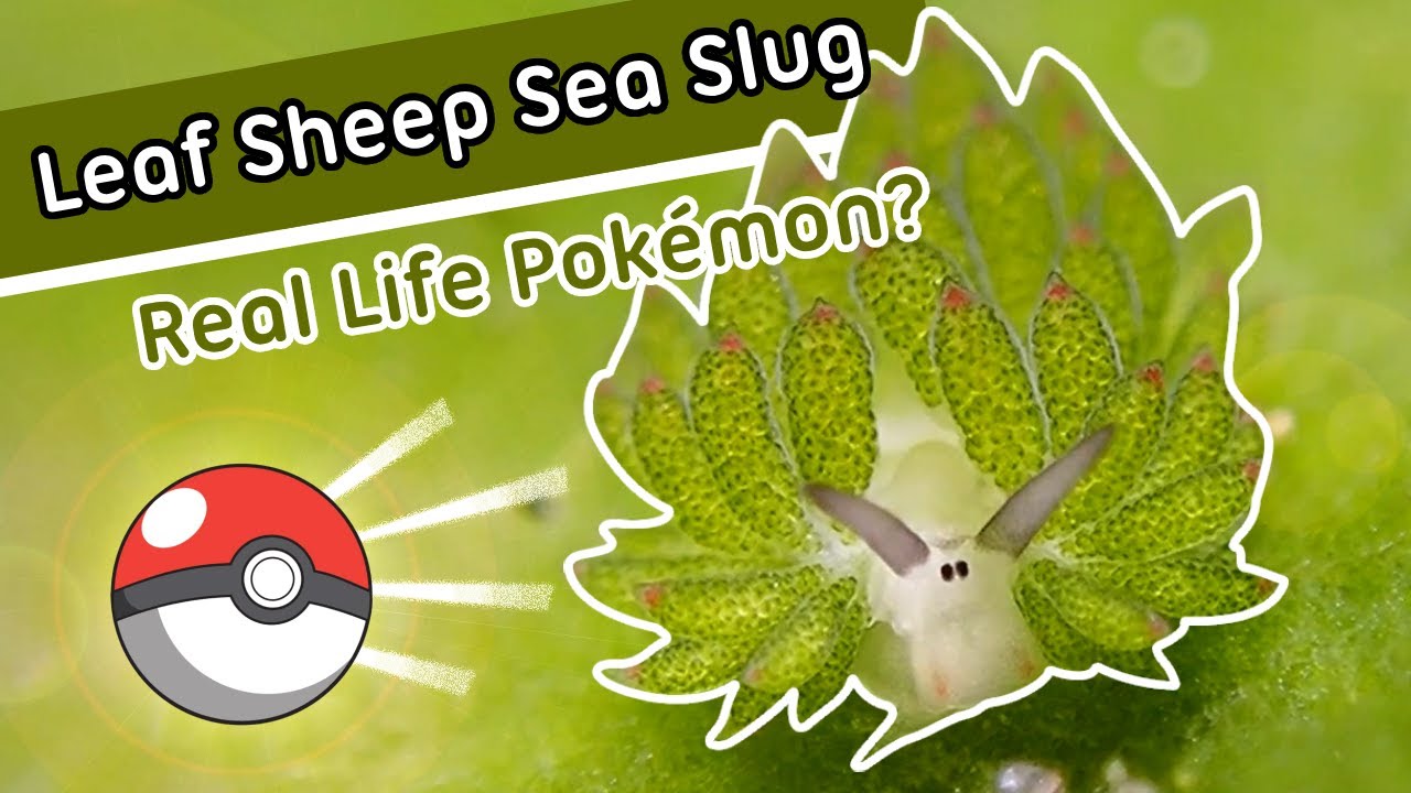 Leaf Sheep Sea Slug - Costasiella Kuroshimae | First Impression | Real life Pokémon #animals