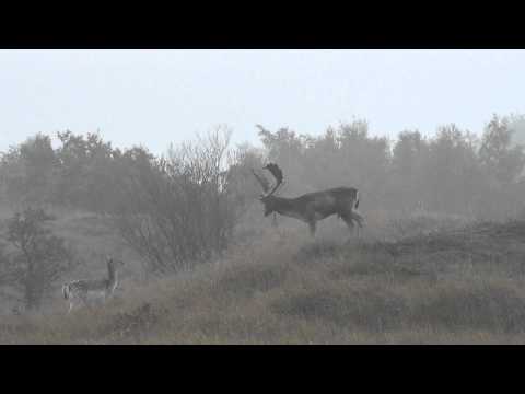 Fallow deer mating season, video | Dear Kitty. Some blog