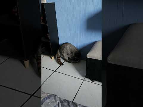 Raccoons Like To Wash Ice
