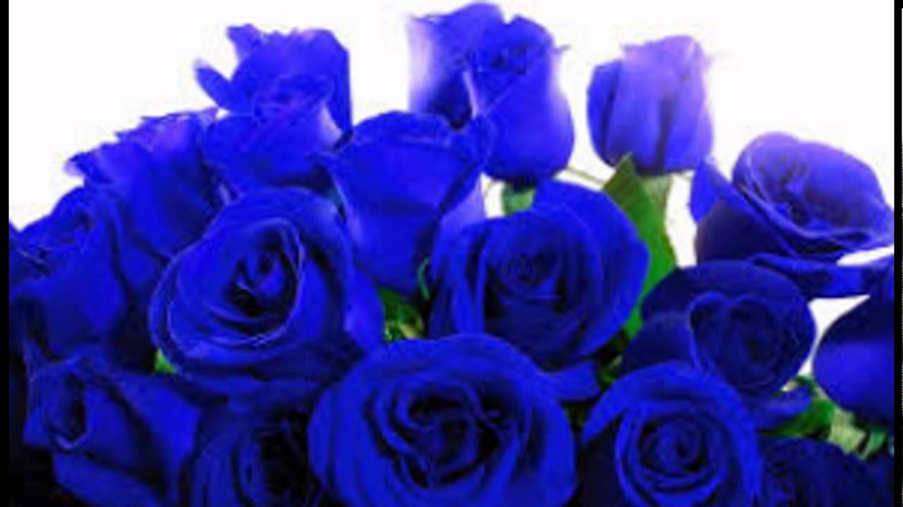 Koleksi Gambar Bunga Mawar