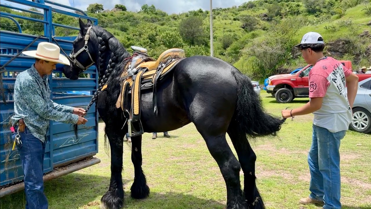 This is how a Friesian horse is prepared for a ride in Guerrero, Mexico.