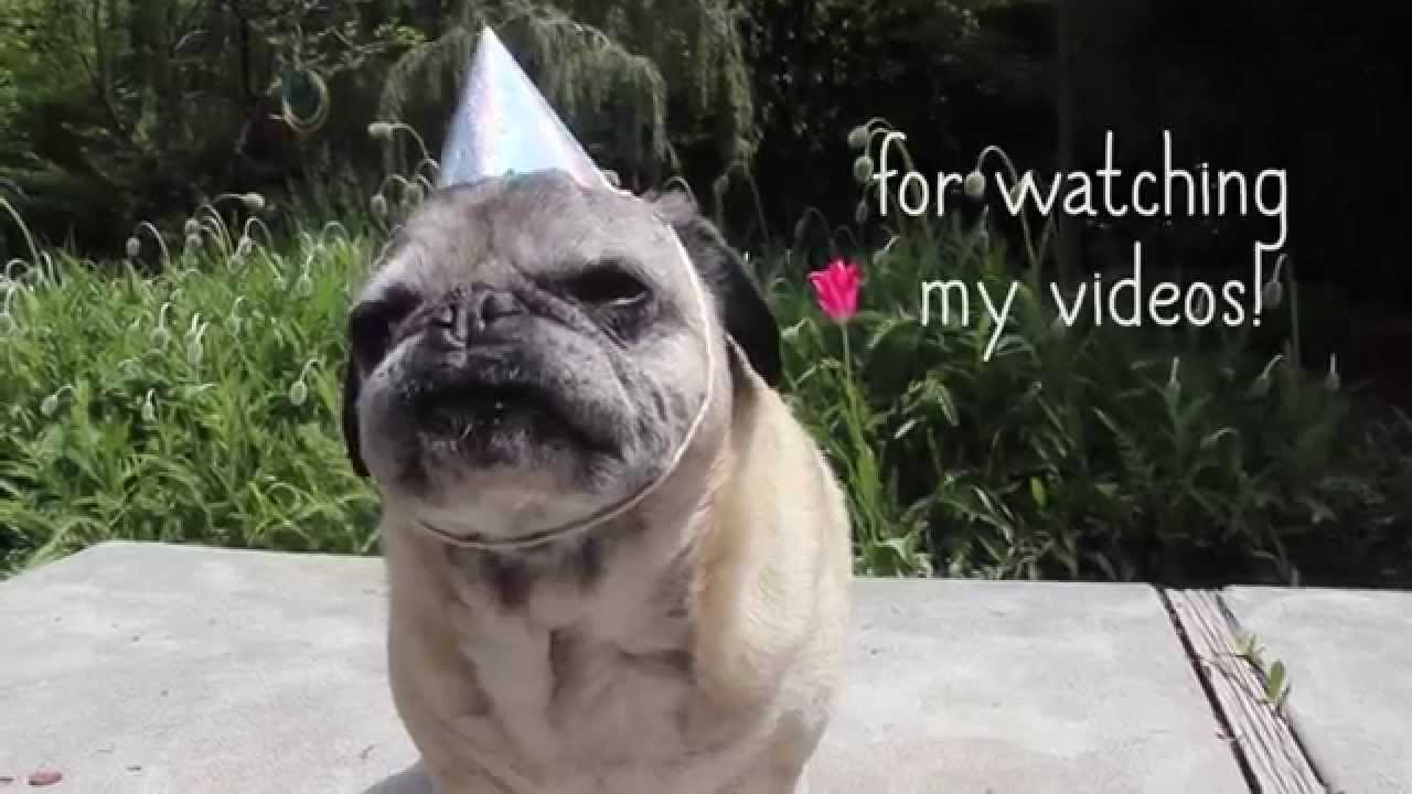 Thanks for 5 years of Pugdemonium! 🎉