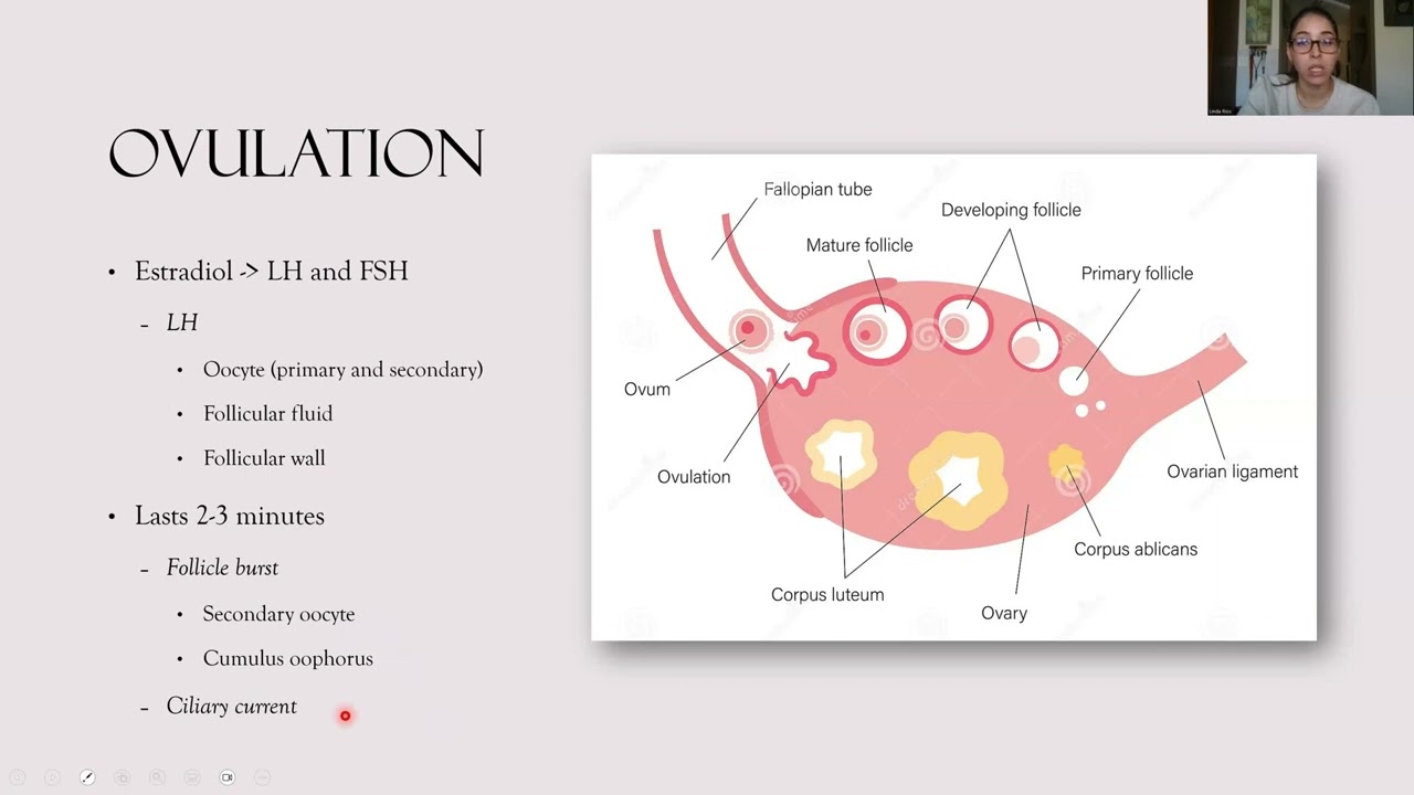 Female Reproductive System - EC PPT
