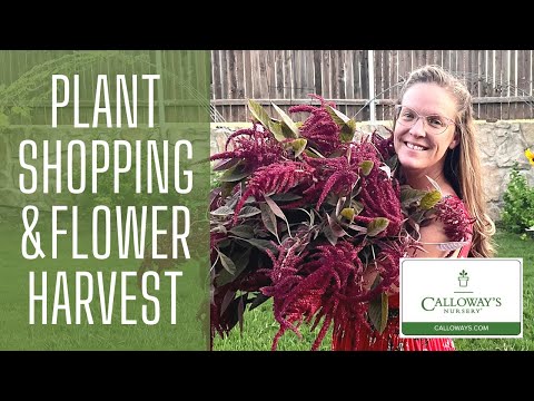 Plant Haul Shrubs & Harvesting Cut Flowers π³π³π³ || Shrubs Plants || Cut Flower Garden || Zone 8