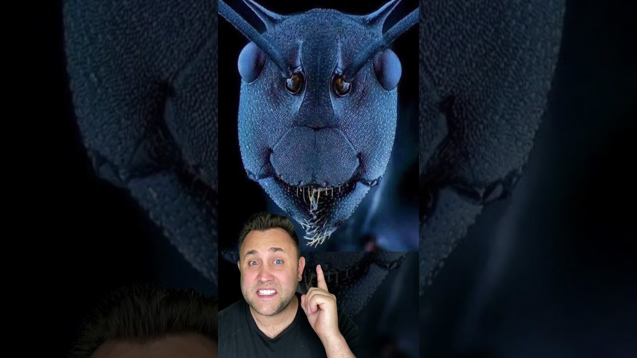 WHAT THINGS ACTUALLY LOOK LIKE UNDER A MICROSCOPE