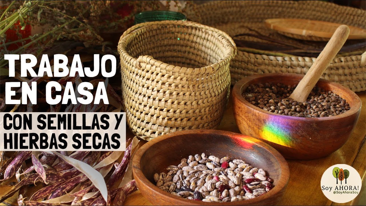 Trabajo en casa con Semillas y el Secado de Hierbas y Aromáticas, Poroto Frutilla, lapacho, Romero..