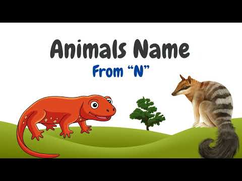 Animals that start with n | Videos About Animals | Amazing animals in the World